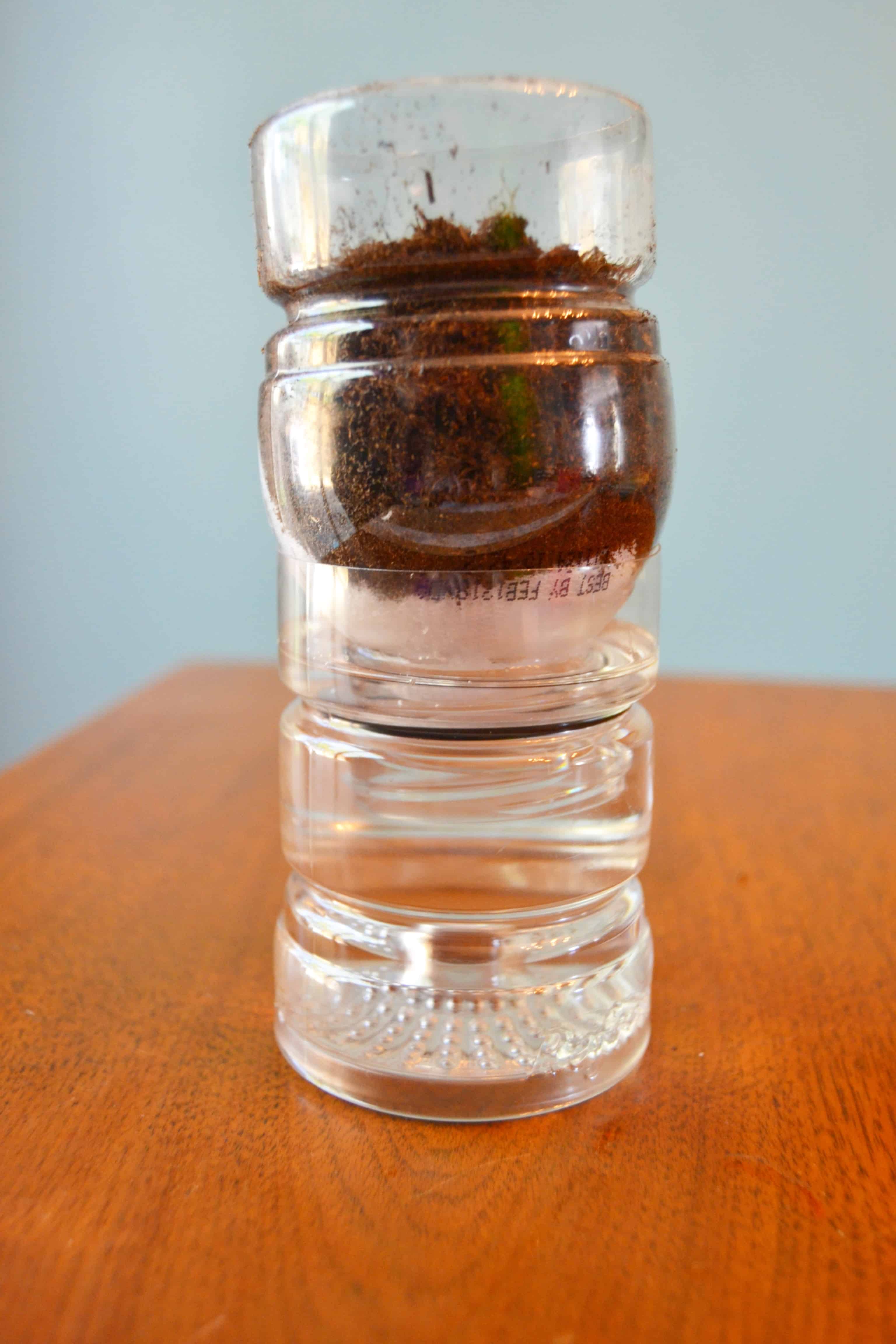 DIY Seed Starters from Bottles – Mary Martha Mama